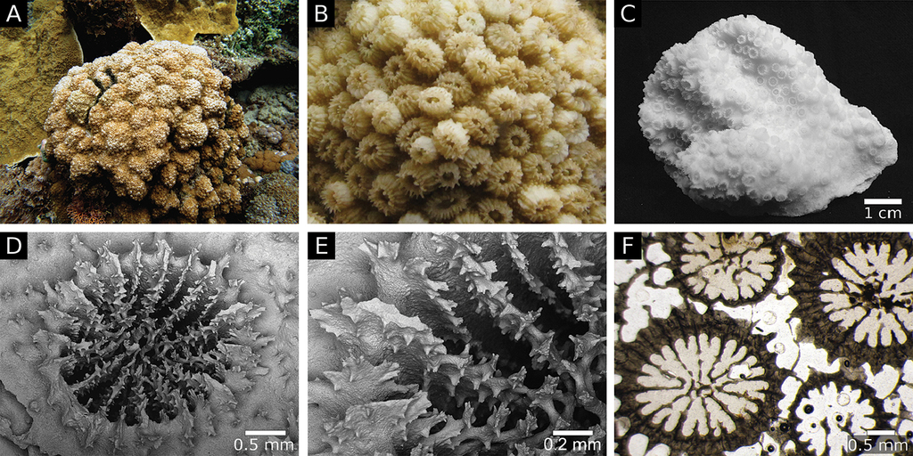 ReefTech | Technology for Marine Conservation